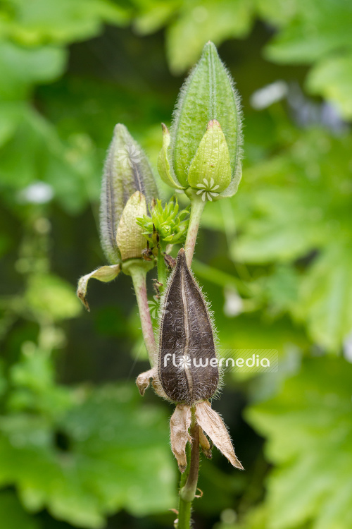 Abelmoschus manihot - Aibika (106421) - flowermedia