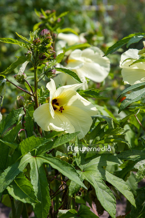 Abelmoschus manihot - Aibika (106425) - flowermedia