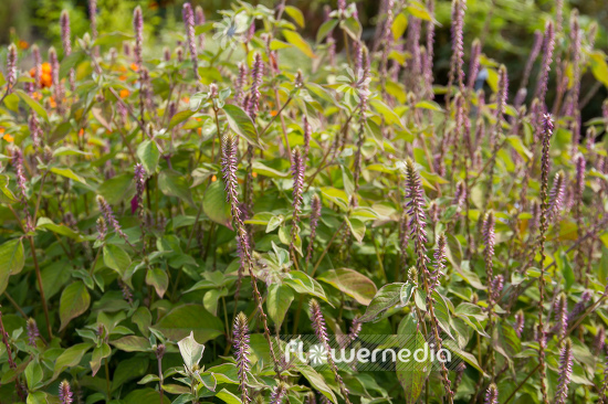Achyranthes aspera - Prickly chaff flower (108540) - flowermedia