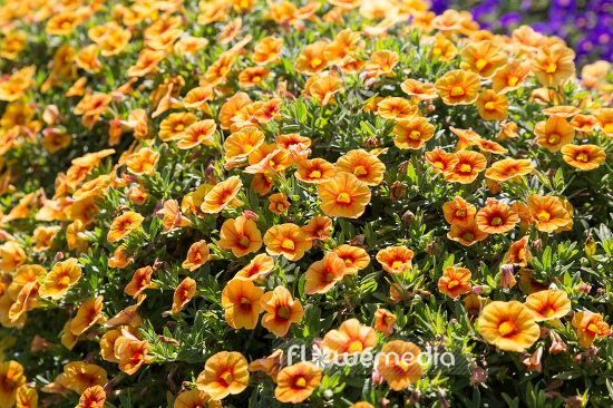 Calibrachoa 'Calitastic Mango' - Mini petunia (109886) - flowermedia
