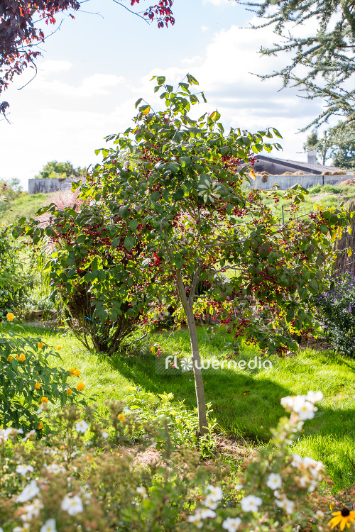 Euonymus planipes - Dingle-dangle tree (110123) - flowermedia