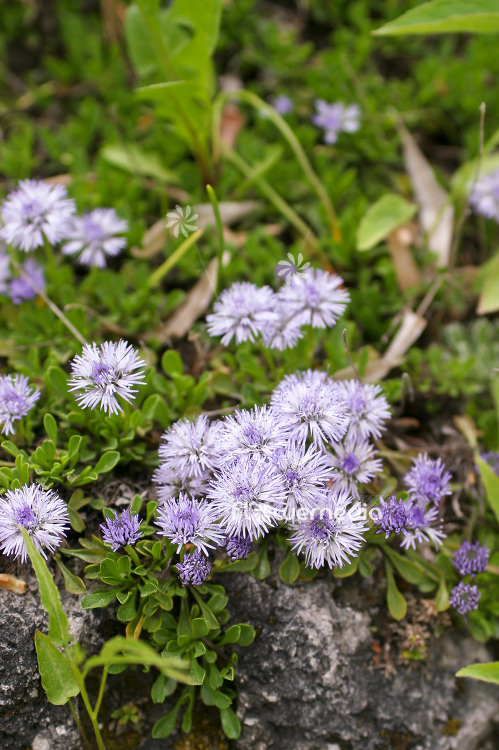 Globularia cordifolia - Heart-leaved globe daisy (101011) - flowermedia