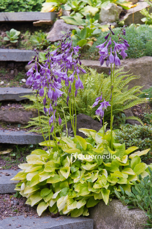 Hosta 'Hydon Sunset' - Plantain lily (107889) - flowermedia