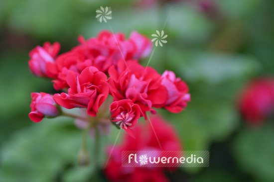 Pelargonium 'Red Rambler' - Geranium (111126) - flowermedia