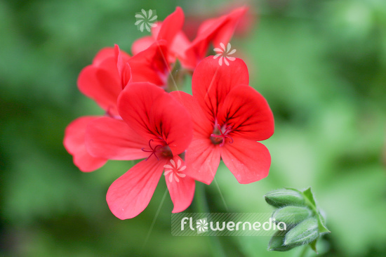 Pelargonium 'Scarlet Unique' - Geranium (111137) - flowermedia