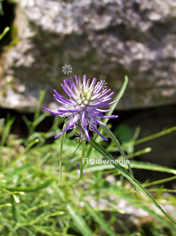 Phyteuma scheuchzeri - Oxford rampion (101503) - flowermedia