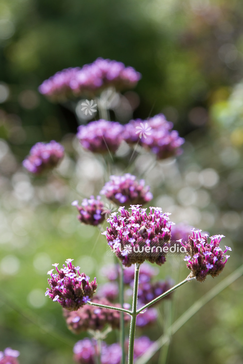Verbena bonariensis - Tall verbena (111423) - flowermedia