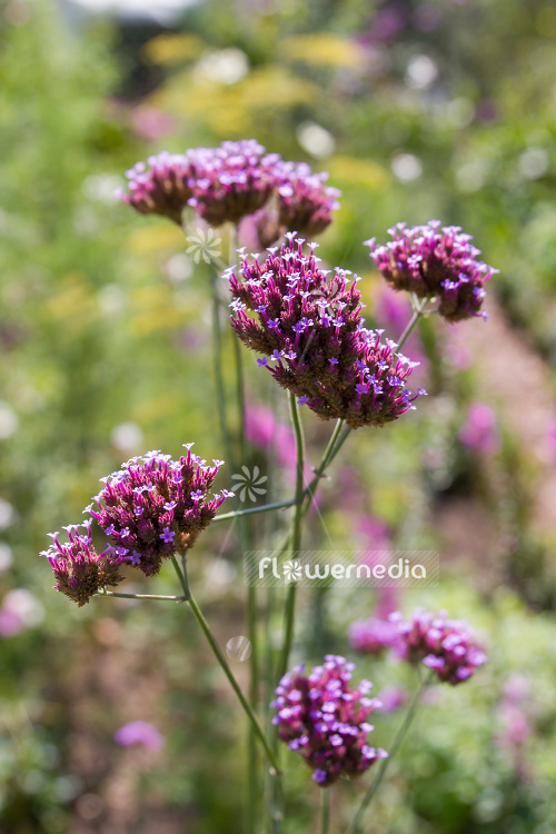 Verbena bonariensis - Tall verbena (111430) - flowermedia