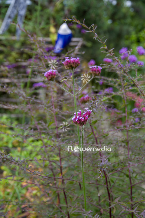 Verbena bonariensis - Tall verbena (111447) - flowermedia